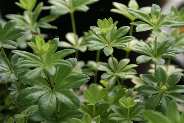 Sweet Woodruff | Galium Odoratum | Asperula Odorata