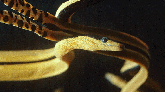 Sea snakes of Okinawa | Poisonous snakes of Okinawa